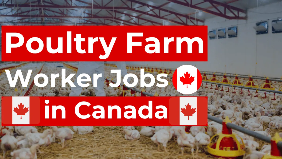 Poultry Farm Worker Jobs in Canada with Visa Sponsorship 2026 ($29,153 ...